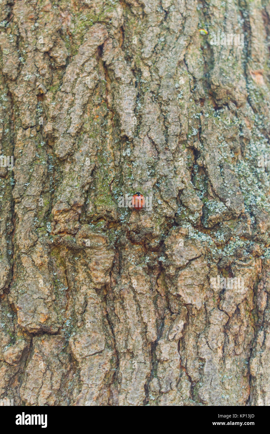 A ladybug on the bark of a tree. Vertical texture of the bark of a tree ...