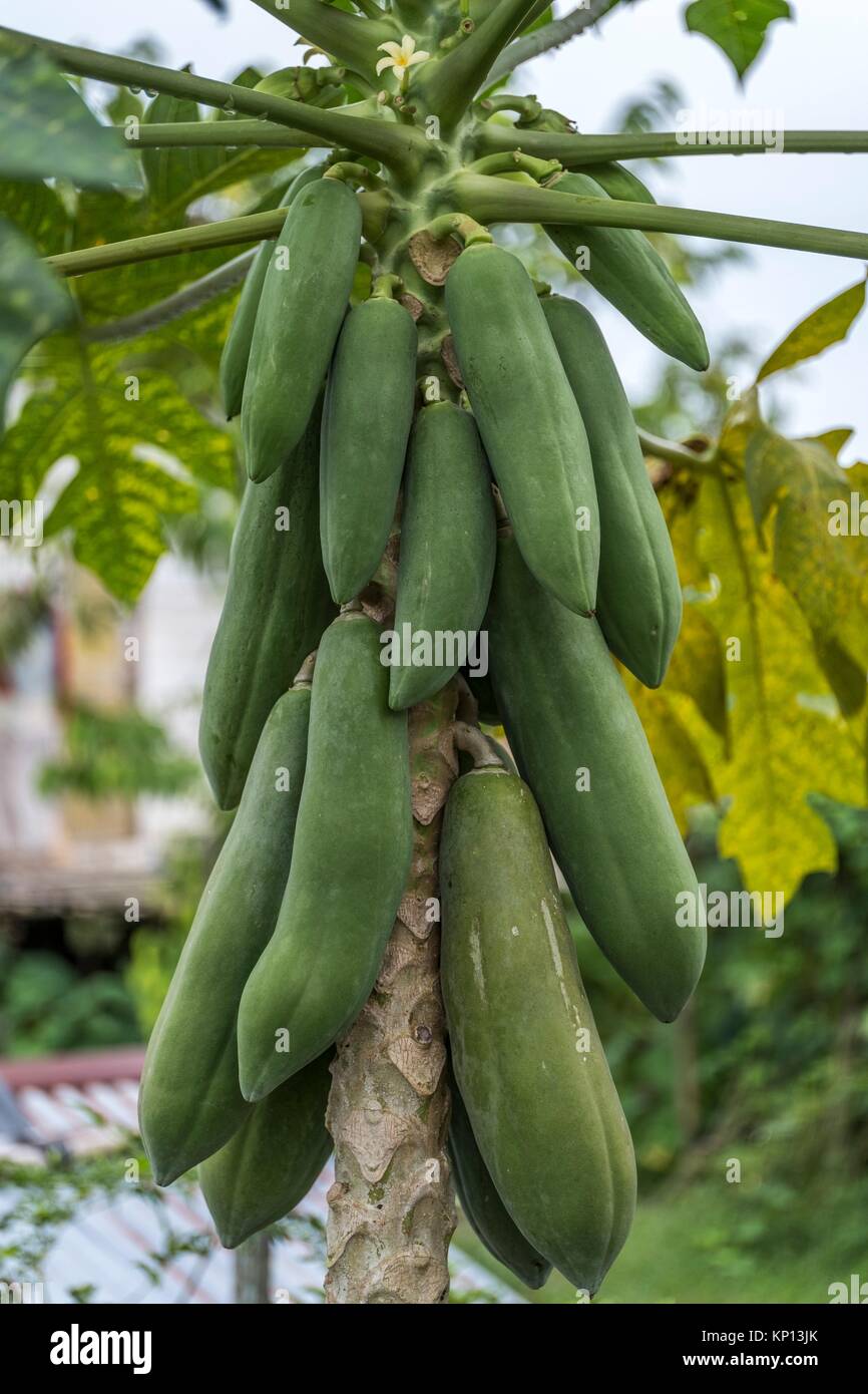 Papaya tree image hi-res stock photography and images - Alamy