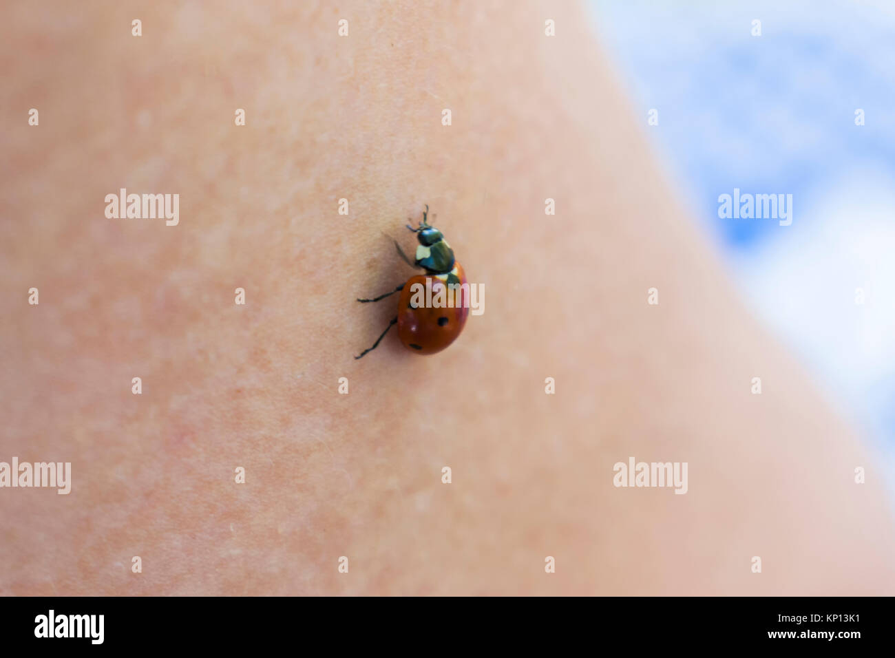 A ladybird on a man's hand. In unity with nature. Macro photography ...