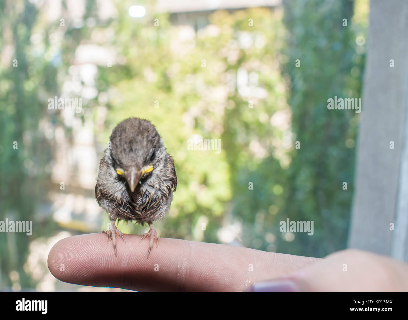 Young bird Sparrow in male hands on finger Stock Photo - Alamy