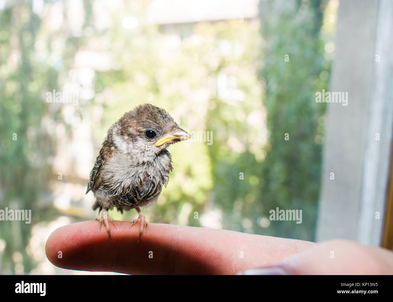 Young chick-bird Sparrow in male hands on finger Stock Photo - Alamy