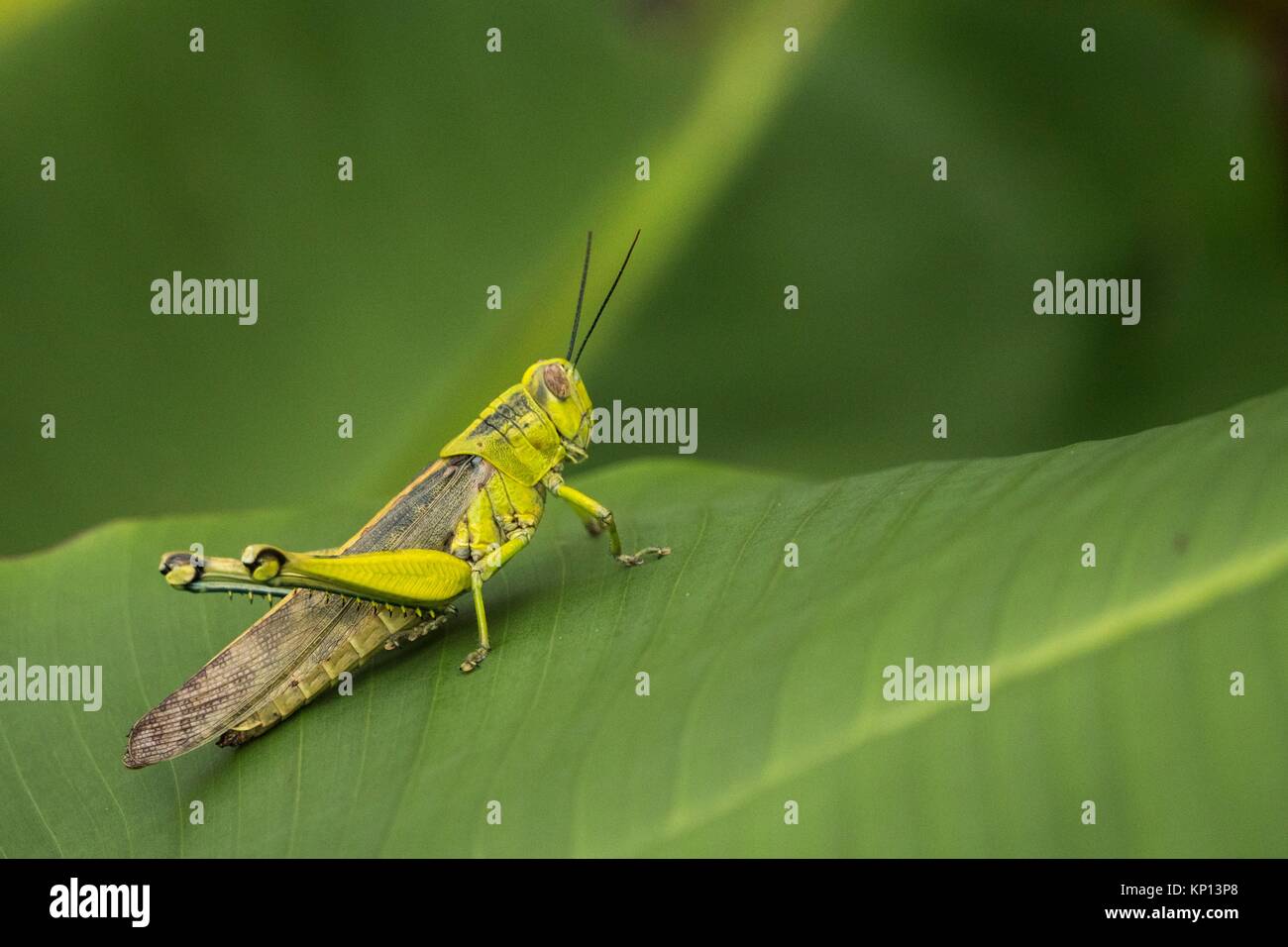 Grasshopper. Image taken at Kampung Skudup, Sarawak, Malaysia Stock ...
