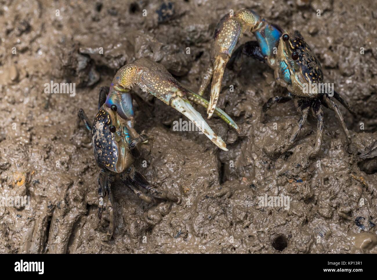Crabs Fighting High Resolution Stock Photography and Images - Alamy