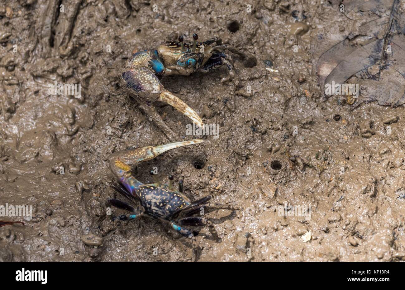 Crabs Fighting High Resolution Stock Photography and Images - Alamy