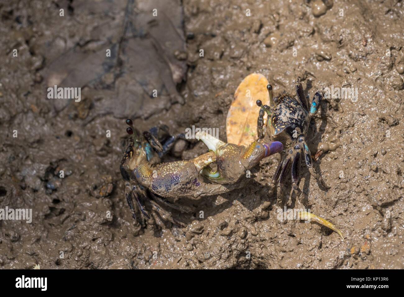 Crabs Fighting High Resolution Stock Photography and Images - Alamy