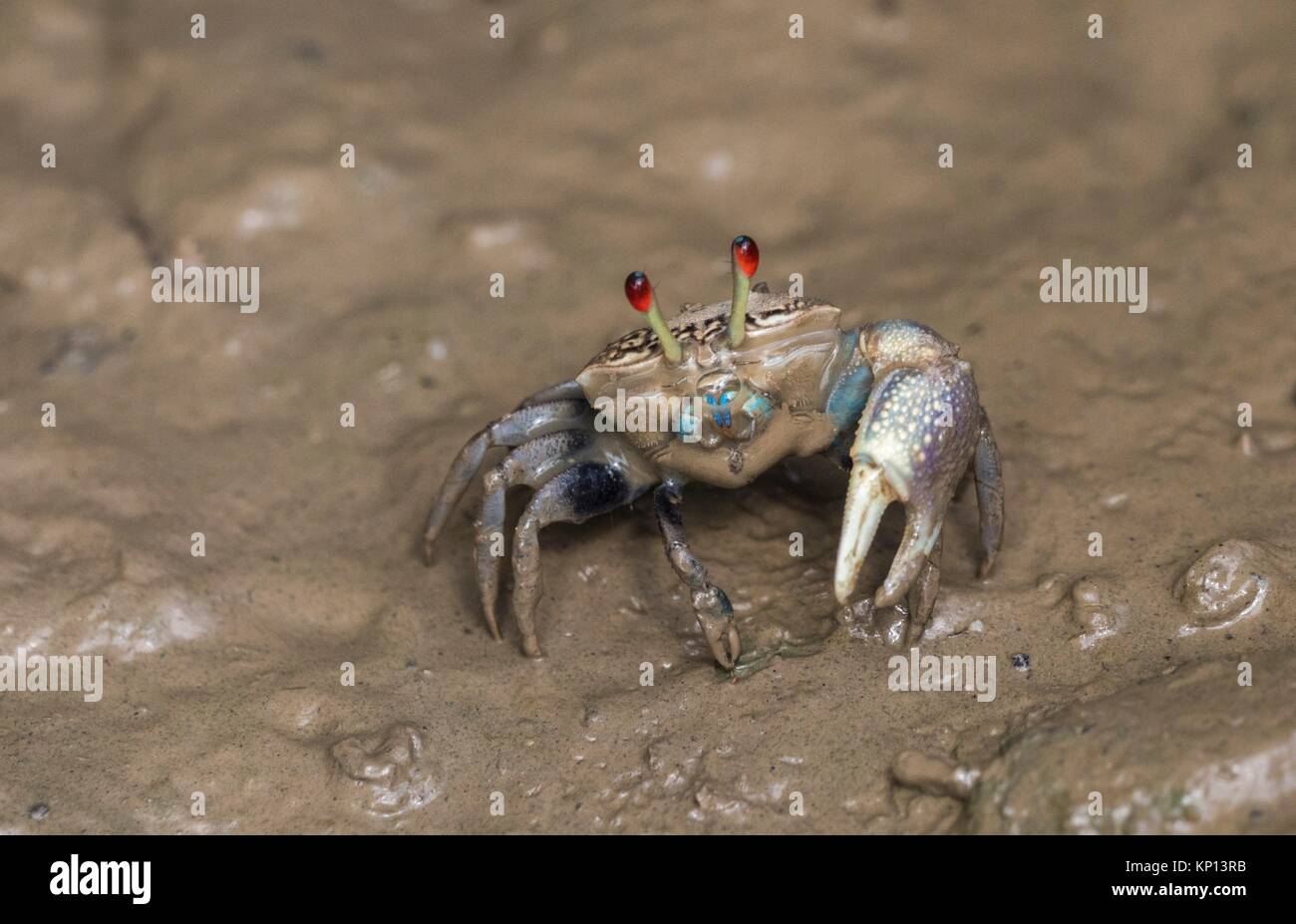 Mud crab malaysia hi-res stock photography and images - Alamy