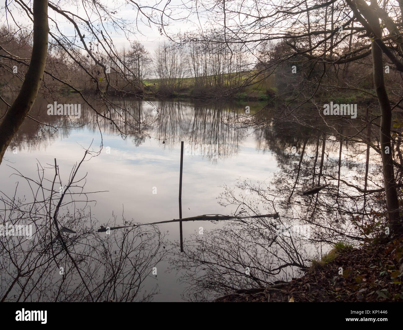 gamekeeper's pond furze hills mistley forest lake water surface pole ...