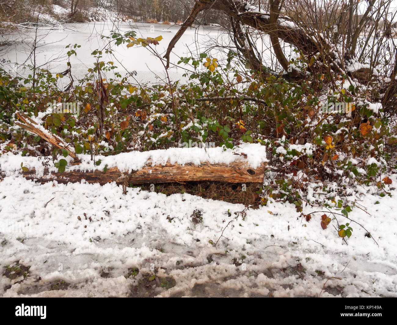 snow covering fallen old rotten wood tree bark stump winter december ...