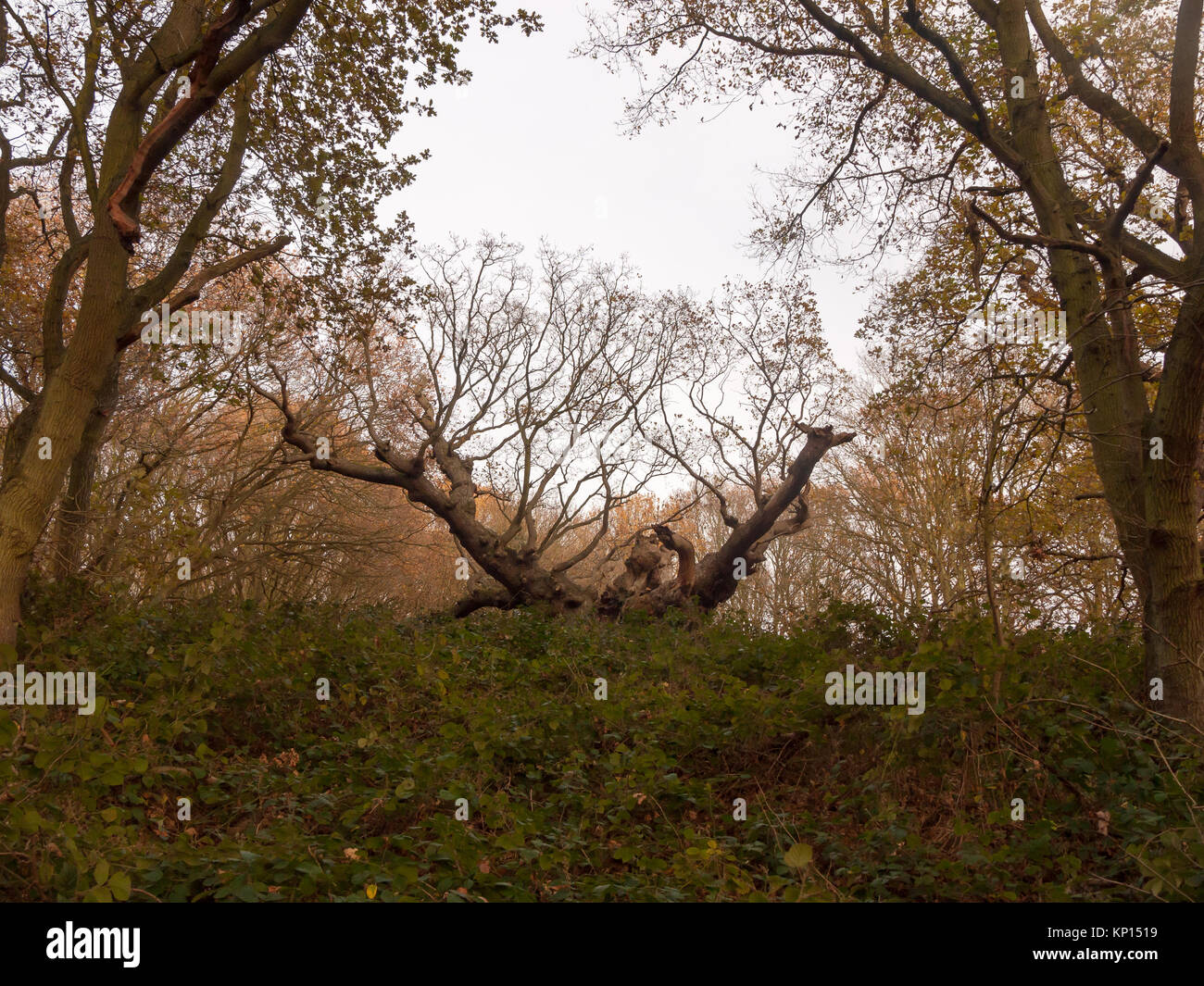 old knobbley famous oak tree furze hills mistley forest big tree ...