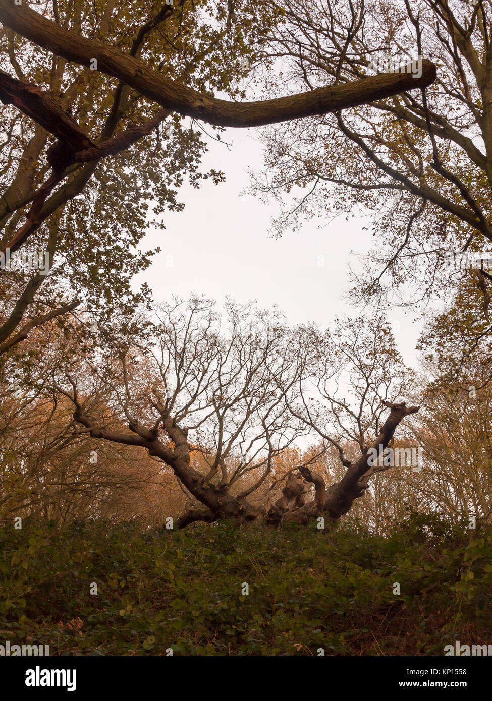 old knobbley famous oak tree furze hills mistley forest big tree ...