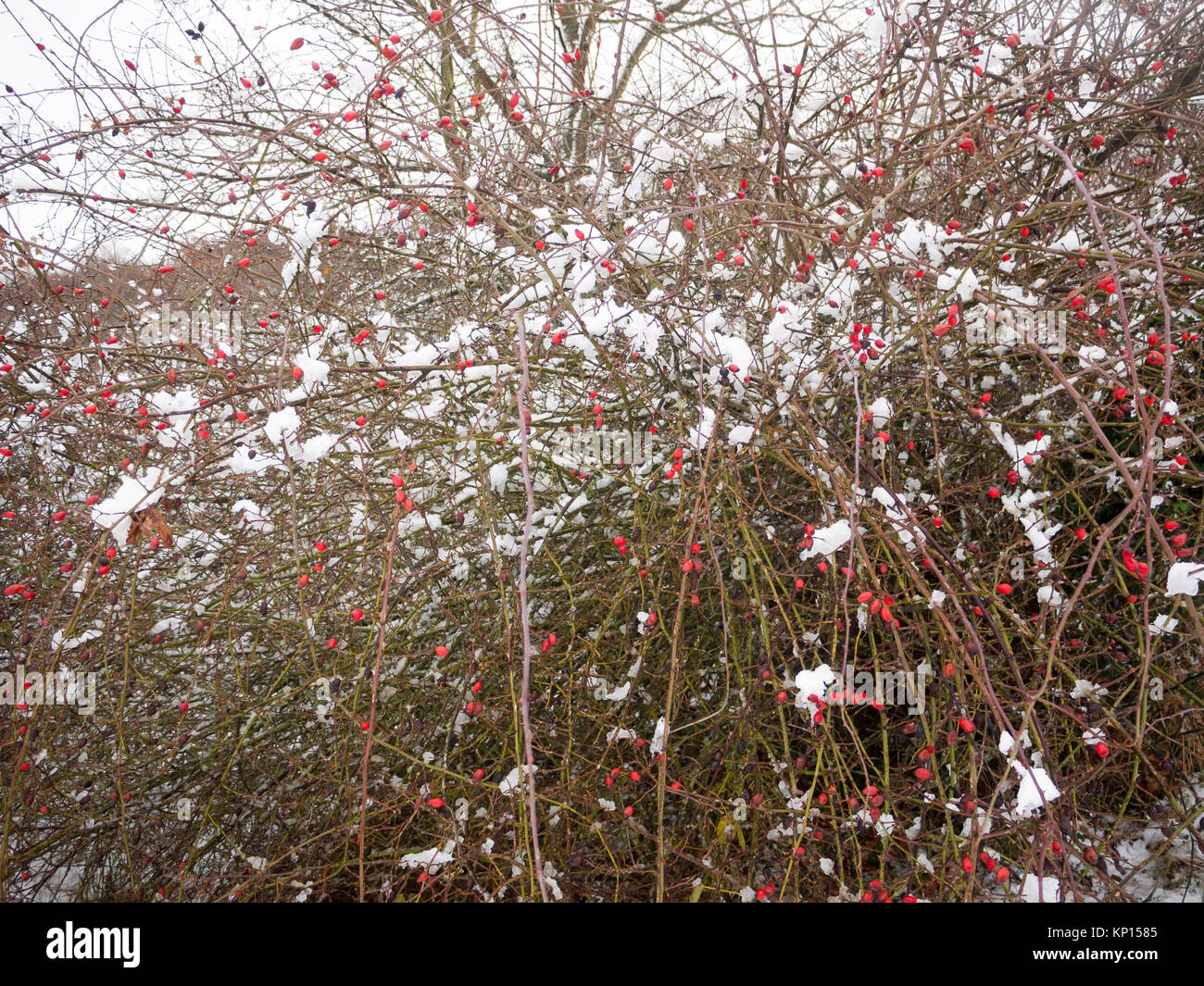 snow cover red berry bush and brown branches tree outside winter; essex ...
