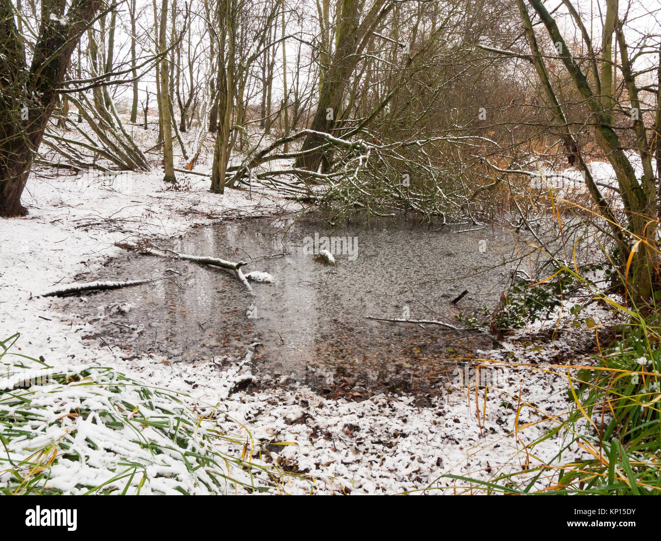 winter forest edge of lake background landscape scene december; essex ...