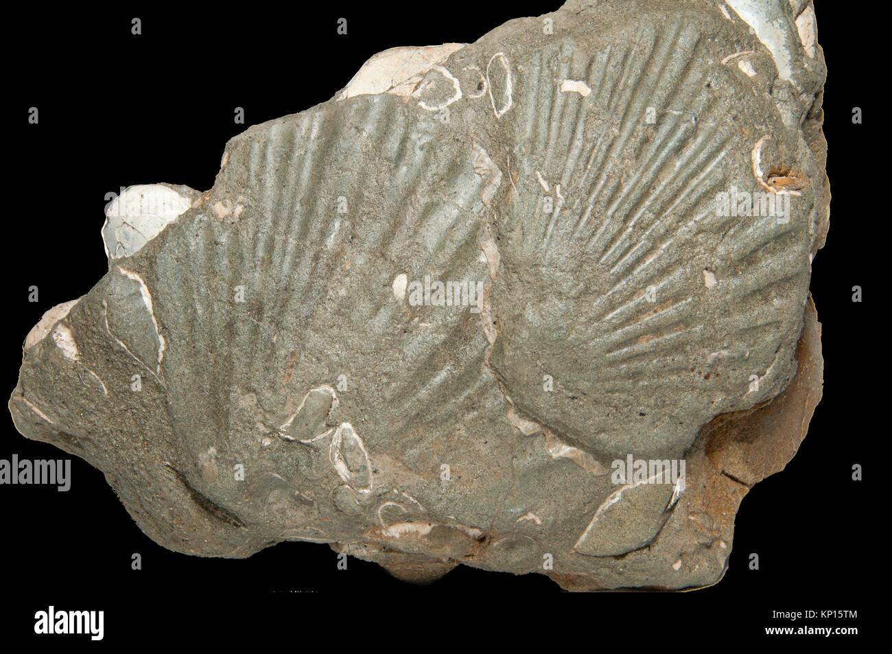 Fossil mollusc shell hi-res stock photography and images - Alamy