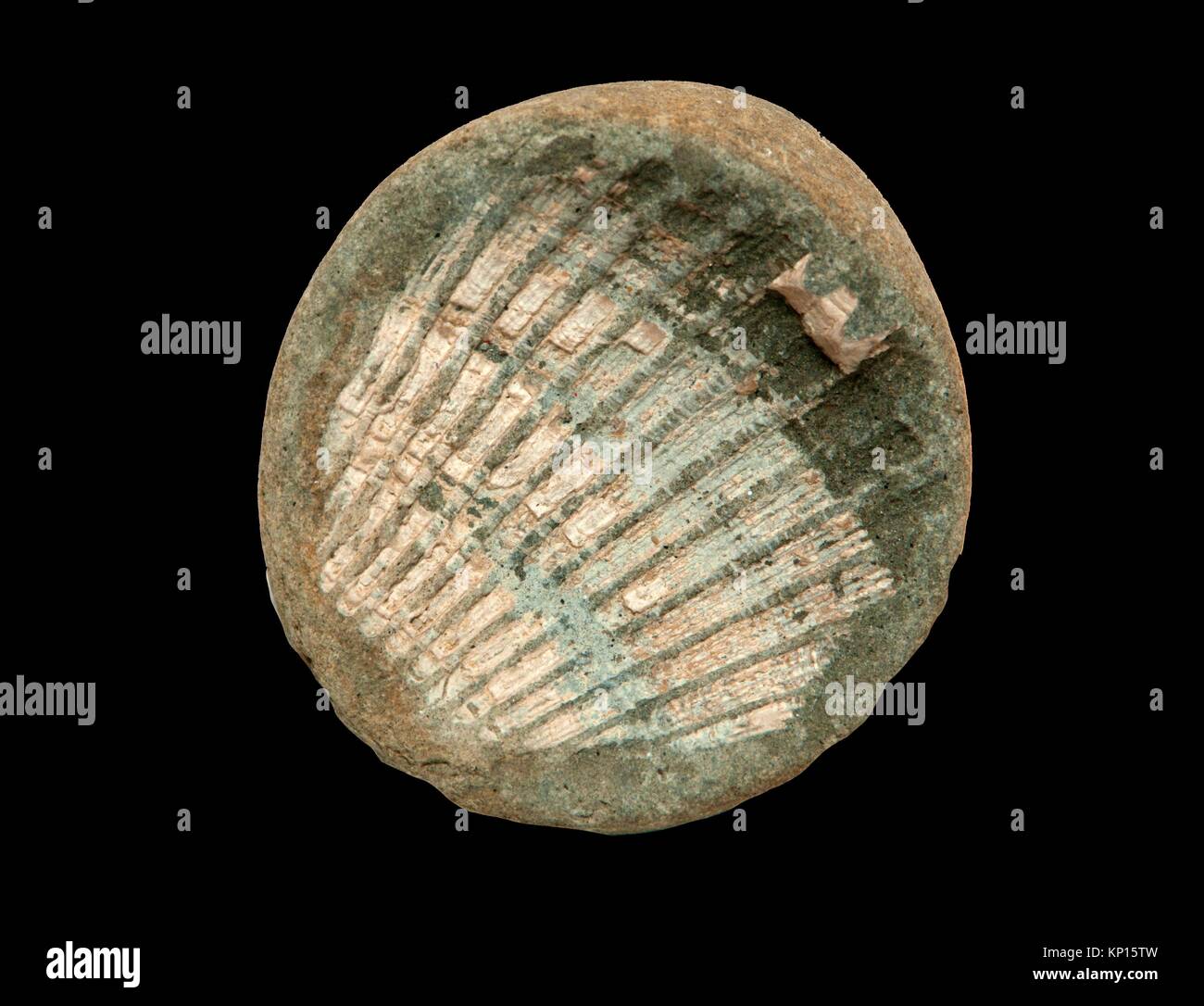 Fossil bivalve mollusc hi-res stock photography and images - Alamy