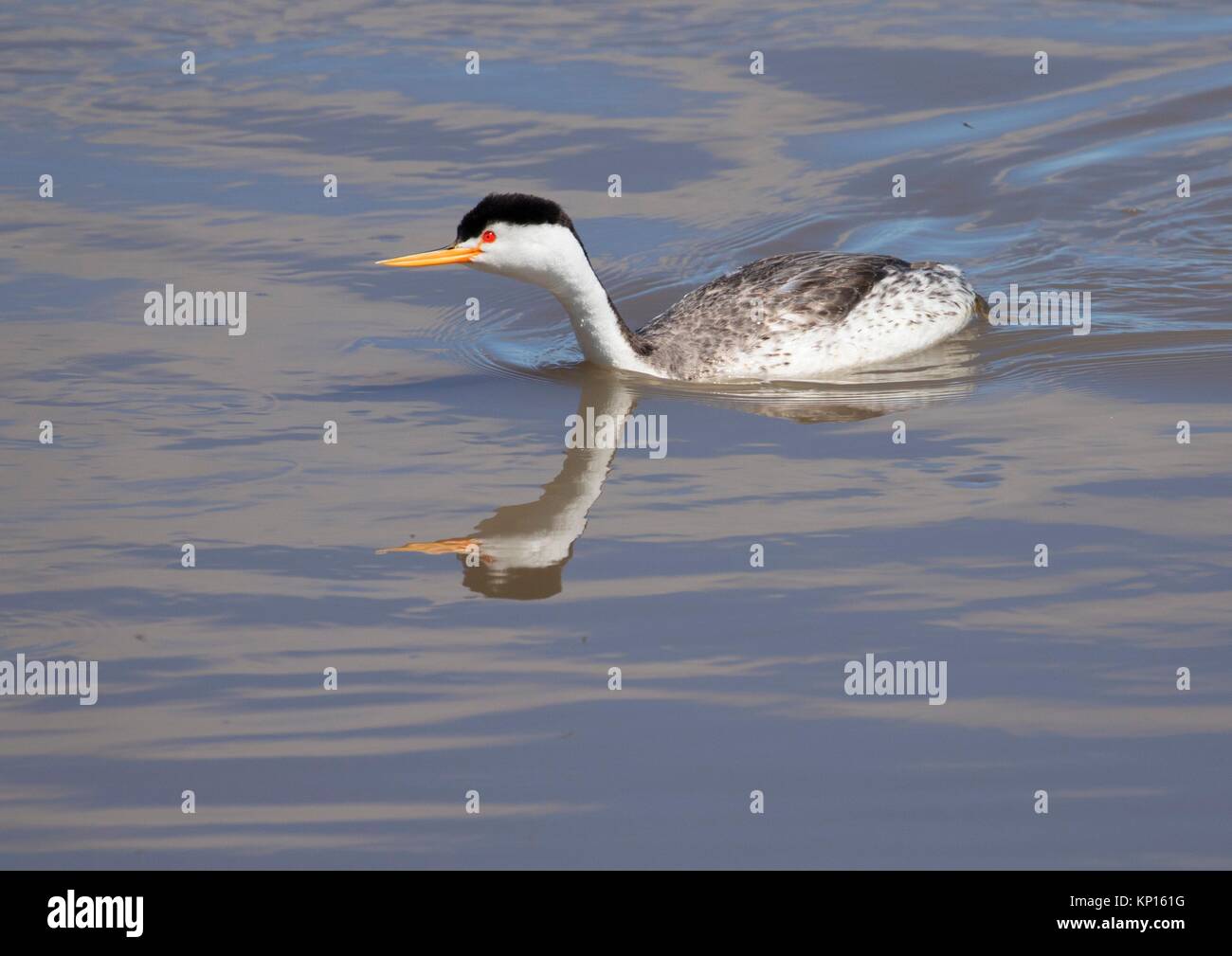 Clark’s grebe hi-res stock photography and images - Alamy