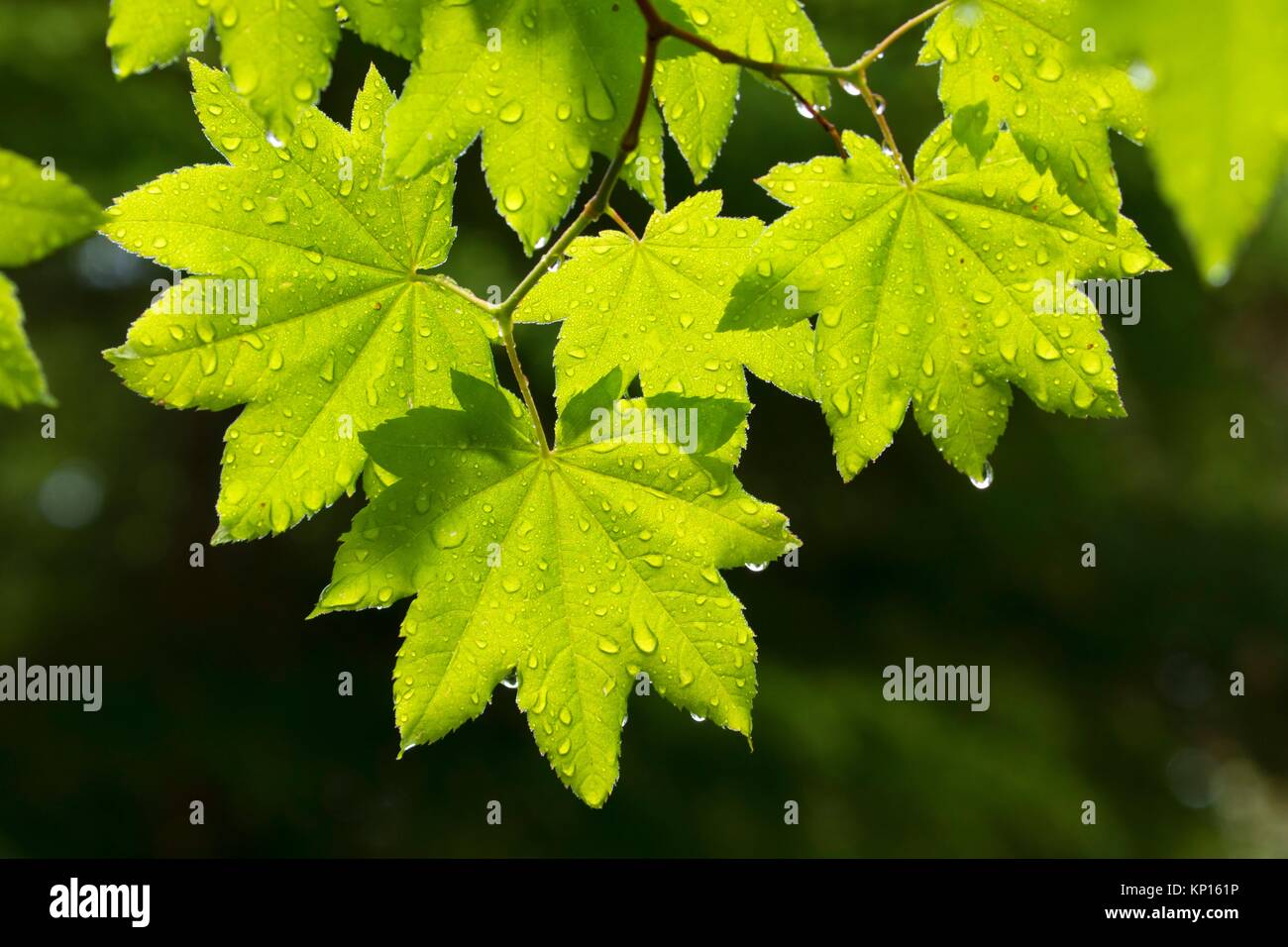 Circinatum hi-res stock photography and images - Alamy