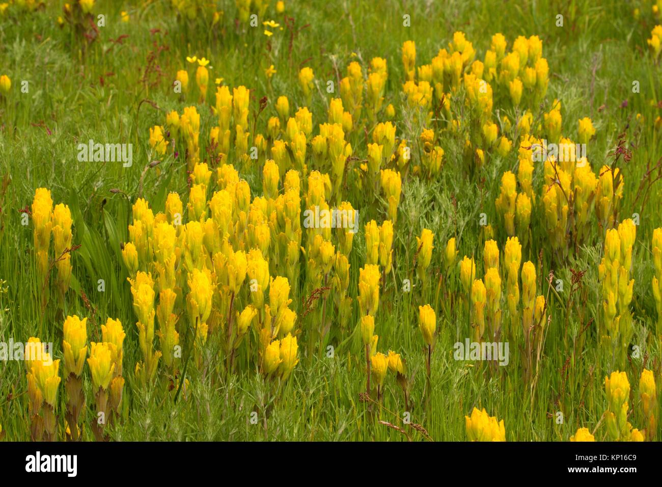 Levisecta hi-res stock photography and images - Alamy