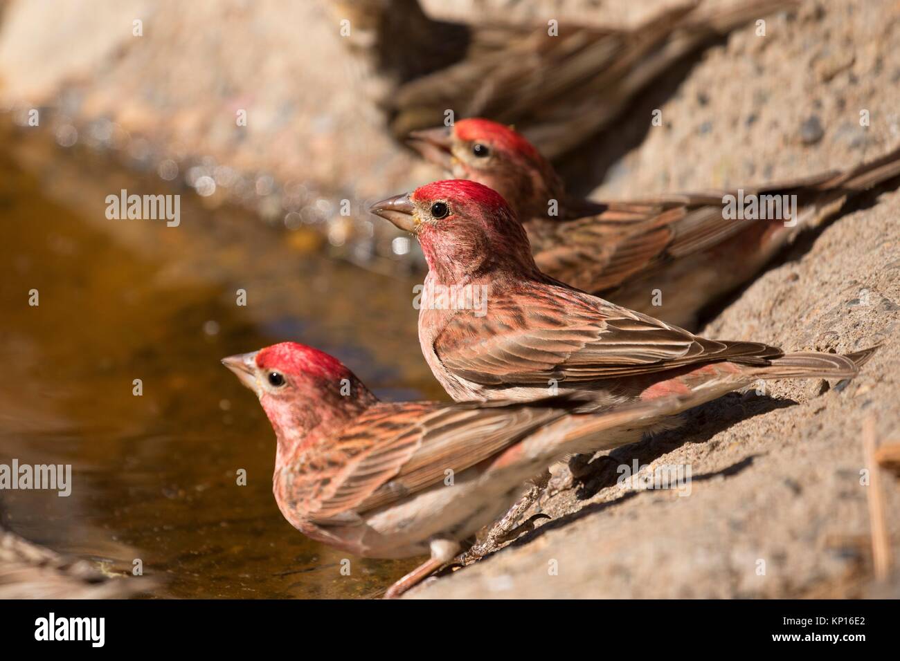 Blind bird hi-res stock photography and images - Alamy