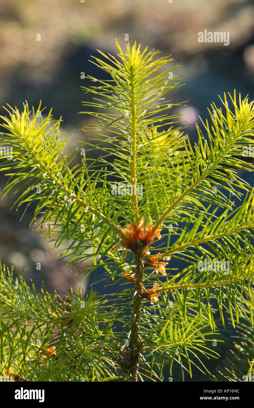 Tree sapling douglas fir hi-res stock photography and images - Alamy