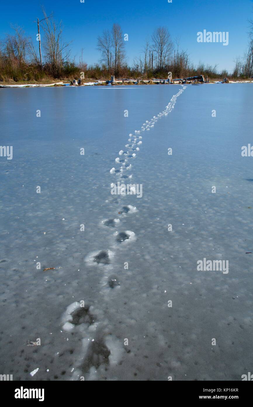 Pond frozen over hi-res stock photography and images - Alamy