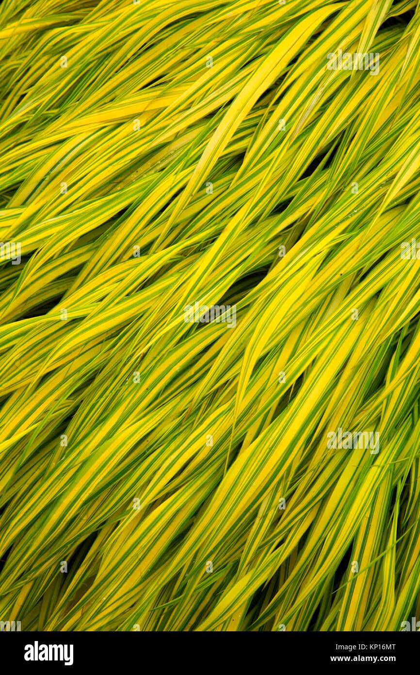 Hakone grass hakonechloa macra hi-res stock photography and images - Alamy