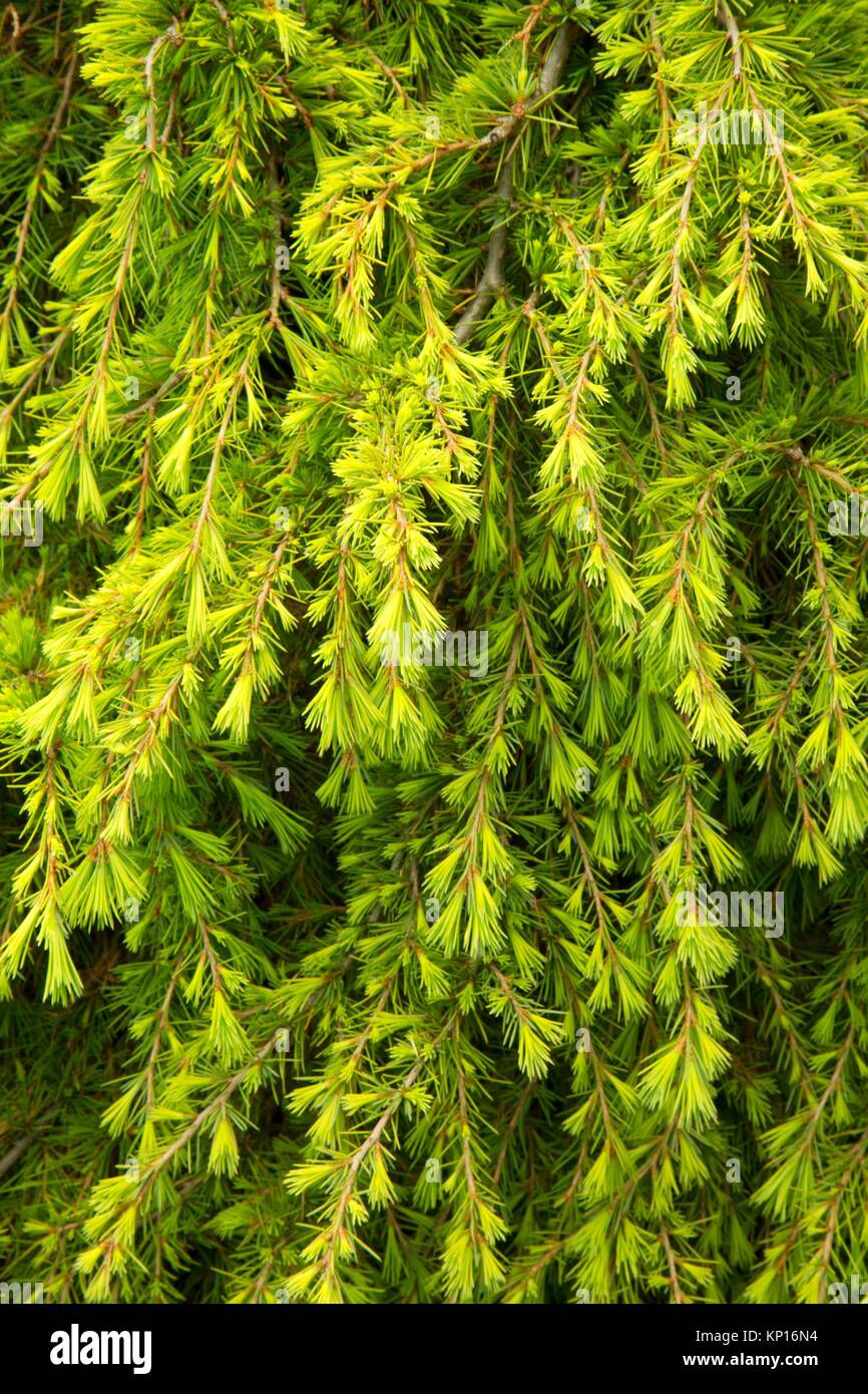 Himalayan cedar cedrus deodara hi-res stock photography and images - Alamy