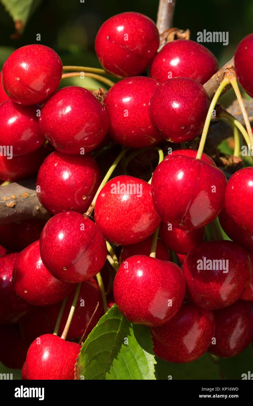 Sweetheart cherries hi-res stock photography and images - Alamy