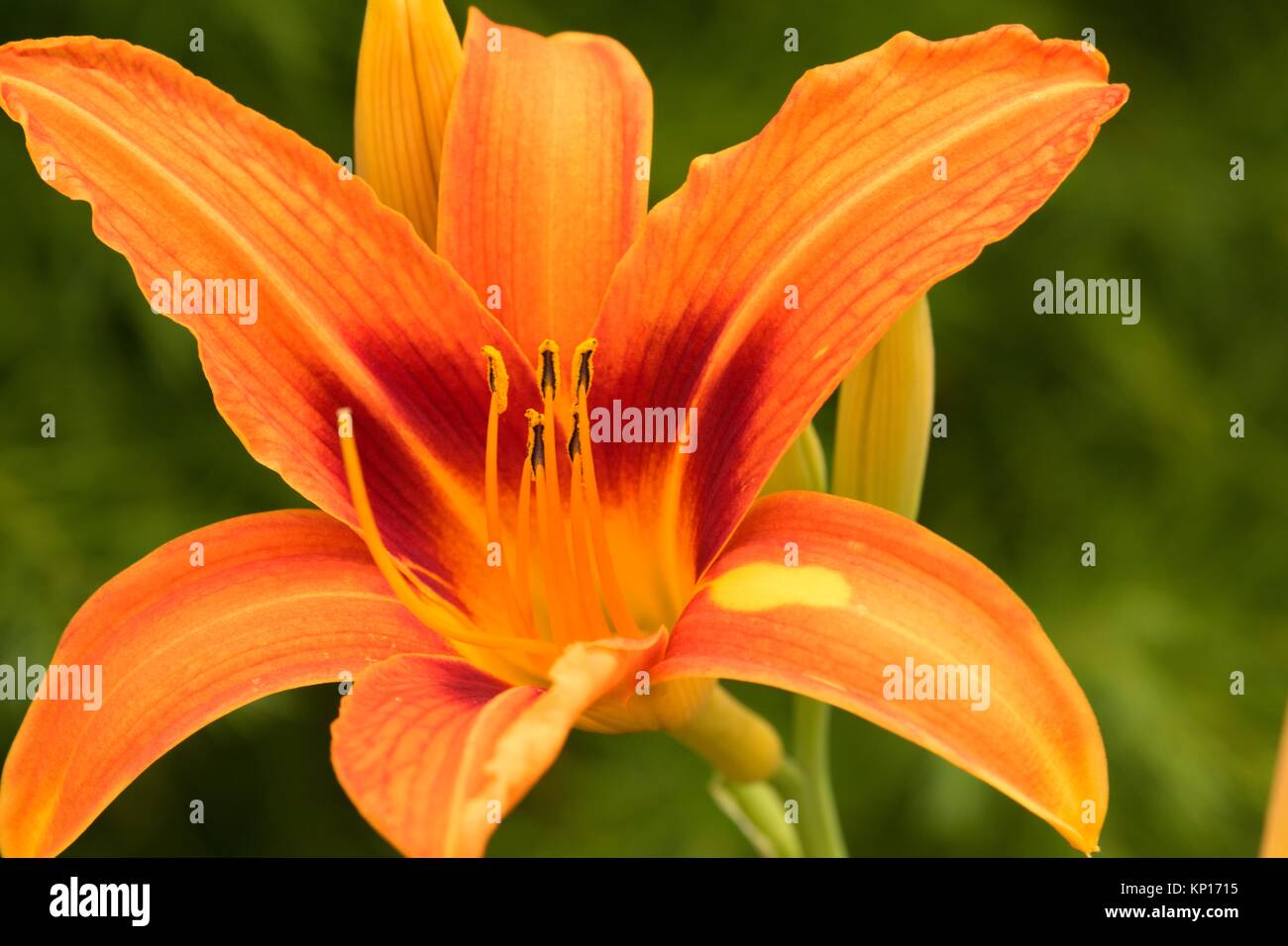 Flower Flower High Resolution Stock Photography and Images - Alamy