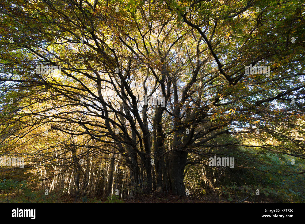 A big fagus tree in the Canfaito (Marche, Italy) forest Stock Photo - Alamy