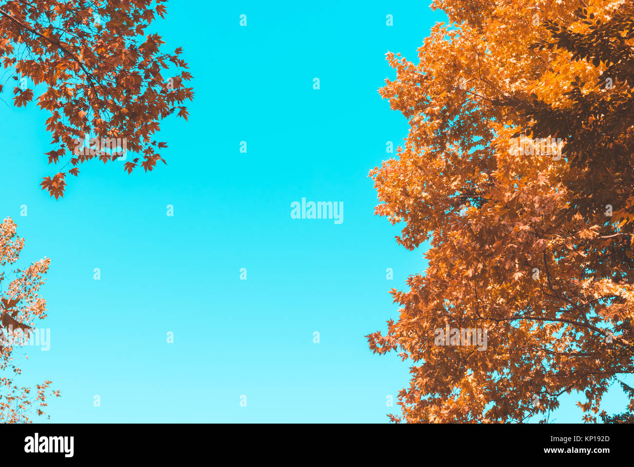 Fall yellow and orange maple leaves on blue sky background banner Stock ...