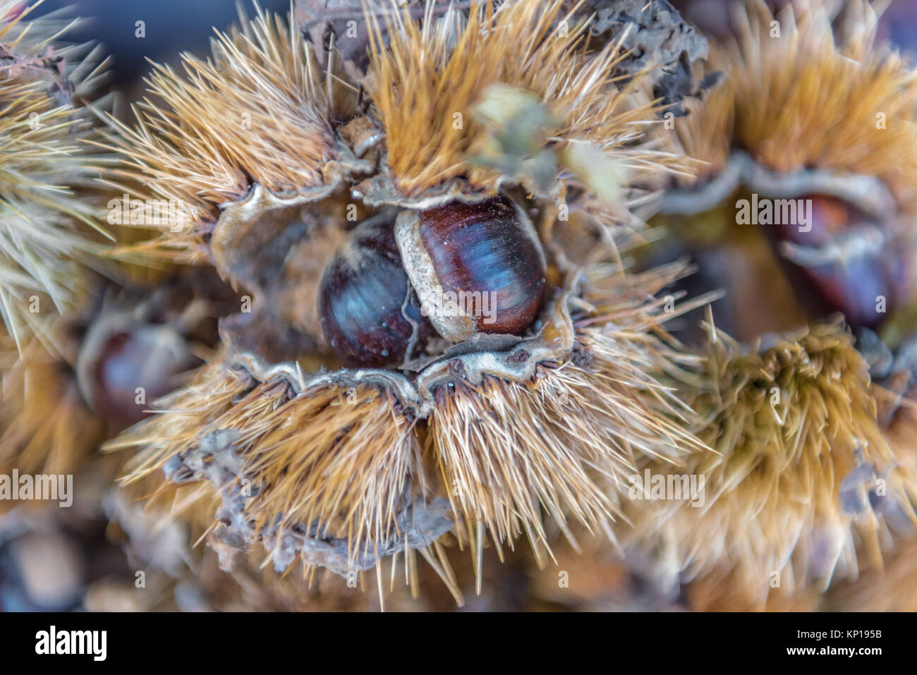 Fresh chestnut (Castanea sativa) in shells for sale Stock Photo - Alamy