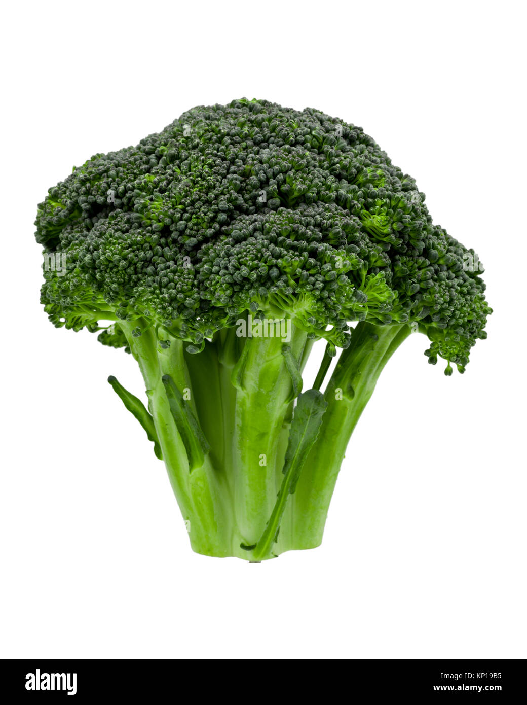 Small Head of Broccoli Stock Photo - Alamy