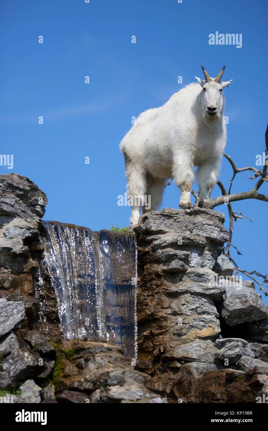 mountain goat Zoo Sauvage Saint Felicien Stock Photo - Alamy