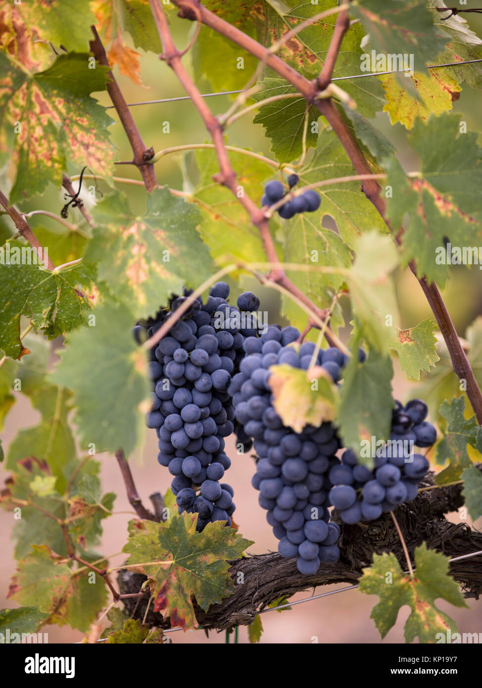 Tuscan red grape hi-res stock photography and images - Alamy