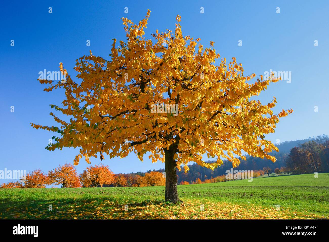 Prunus Avium Autumn High Resolution Stock Photography and Images - Alamy