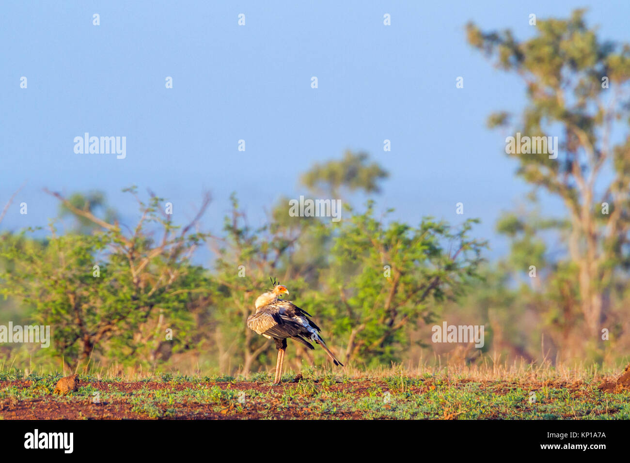 Secretary bird in Kruger national park, South Africa ; Specie ...