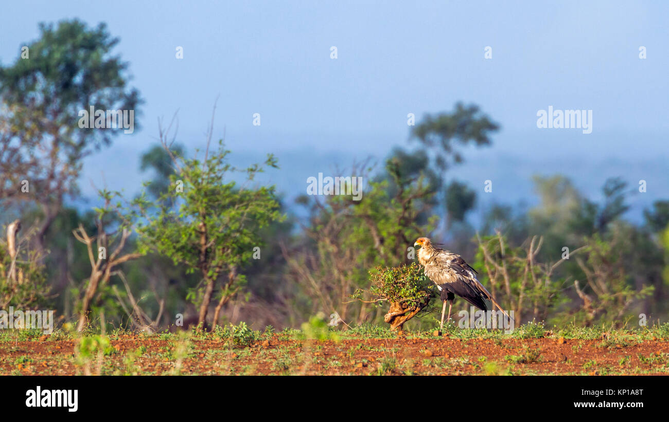Secretary bird in Kruger national park, South Africa ; Specie ...