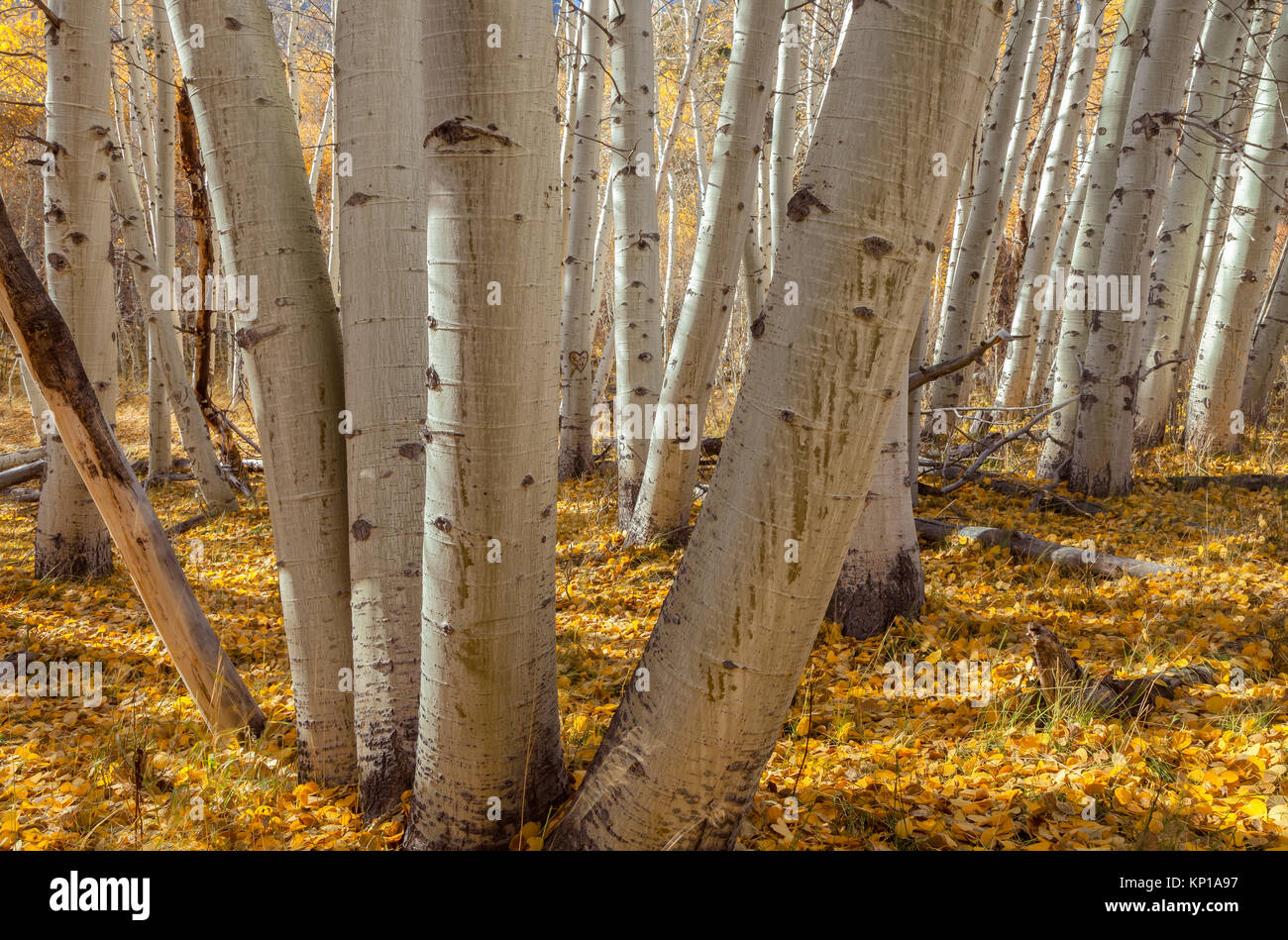 Aspen trees (Populus tremuloides) shed all their leaves in late autumn ...