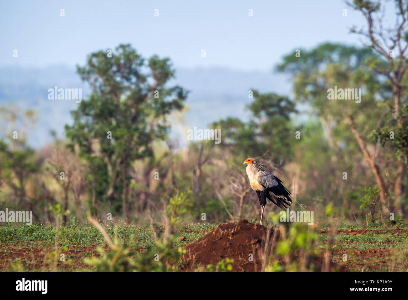 Secretary bird in Kruger national park, South Africa ; Specie ...