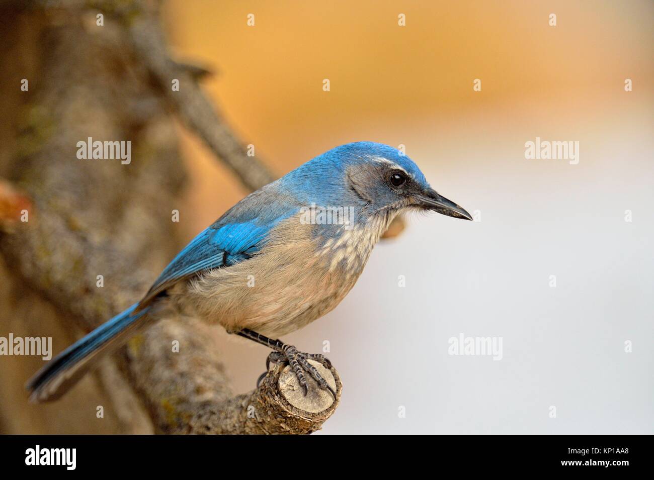 Pinyon jay hi-res stock photography and images - Alamy