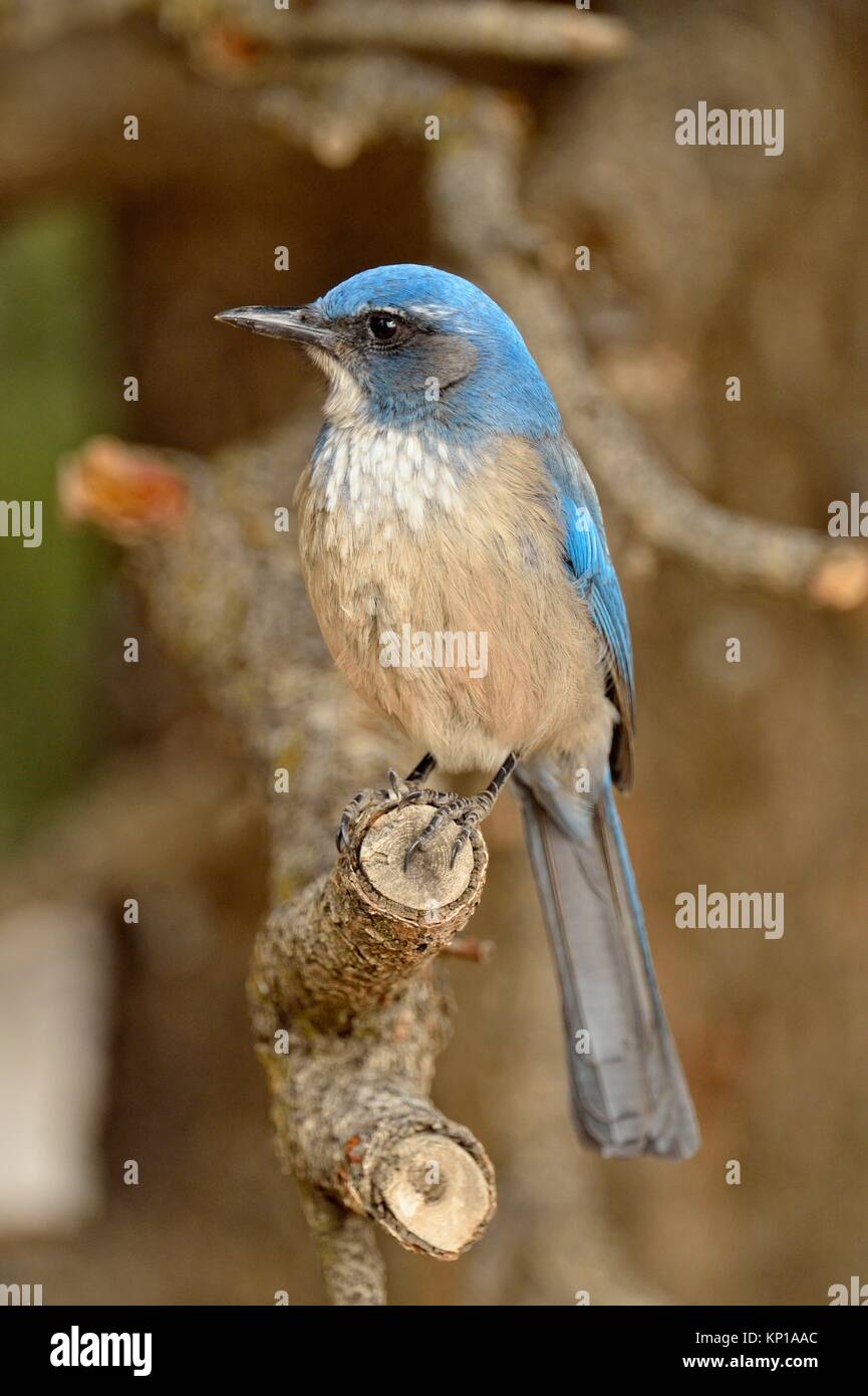 Pinyon jay usa hi-res stock photography and images - Alamy