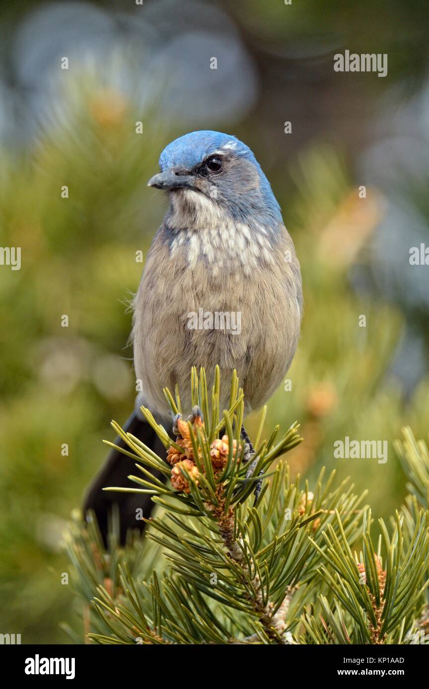 Pinyon Jay High Resolution Stock Photography and Images - Alamy