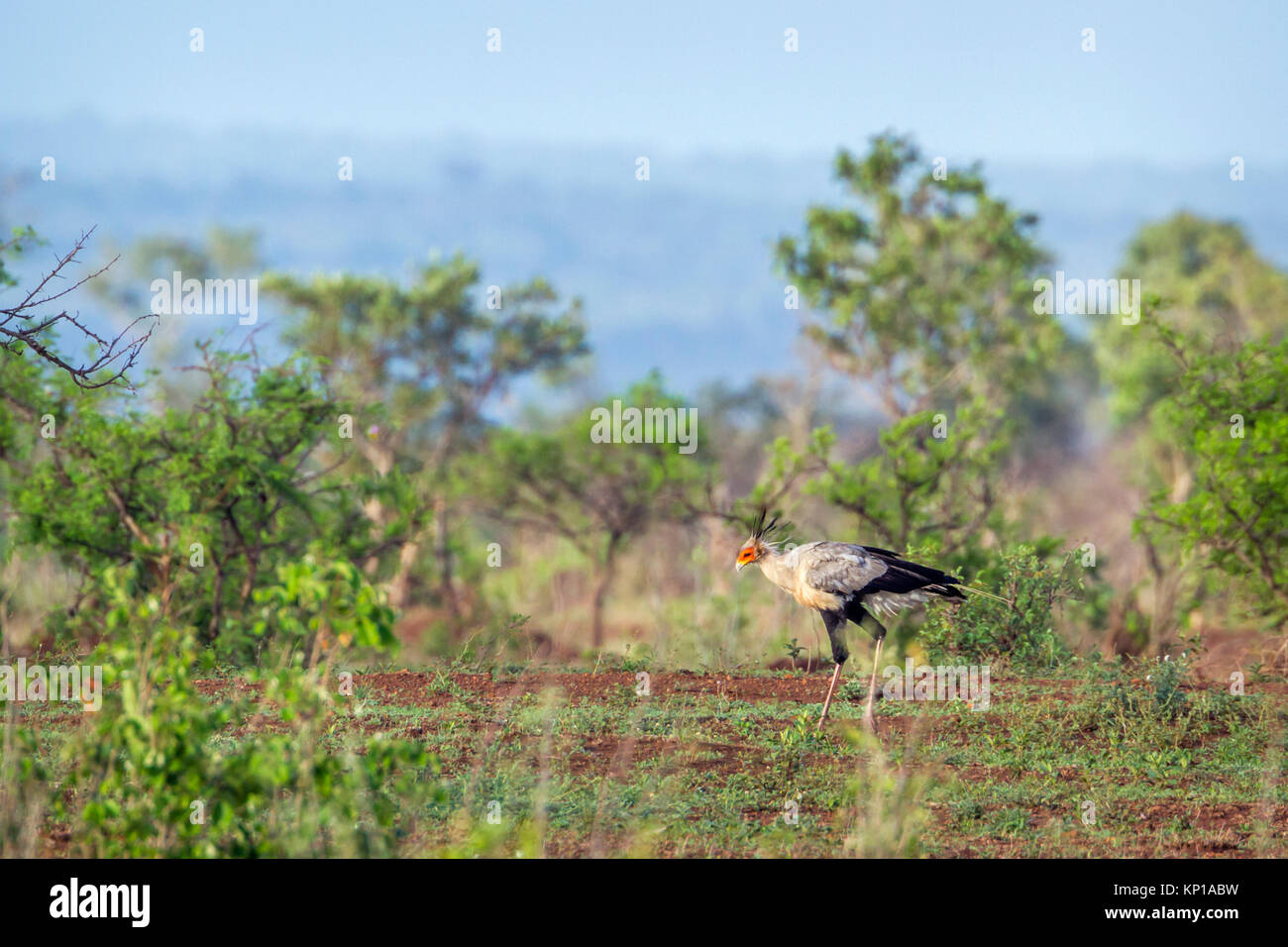 Secretary bird in Kruger national park, South Africa ; Specie ...