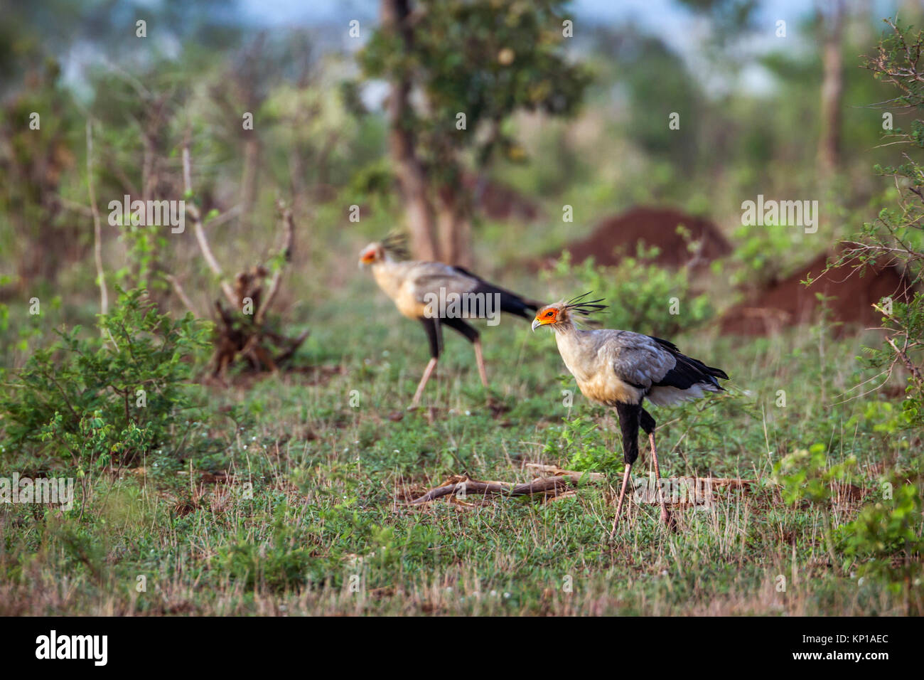 Secretary bird in Kruger national park, South Africa ; Specie ...
