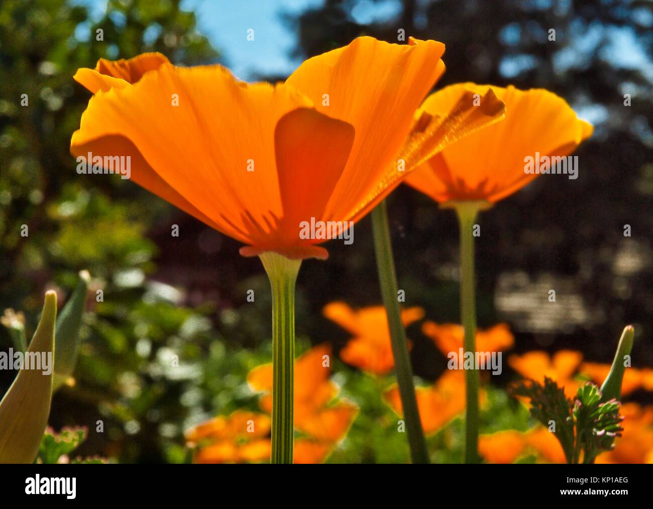 California Golden Poppy High Resolution Stock Photography and Images ...