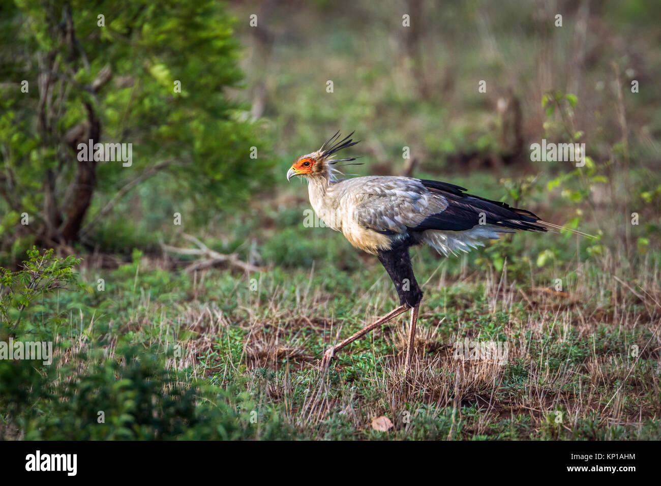 Secretary bird in Kruger national park, South Africa ; Specie ...