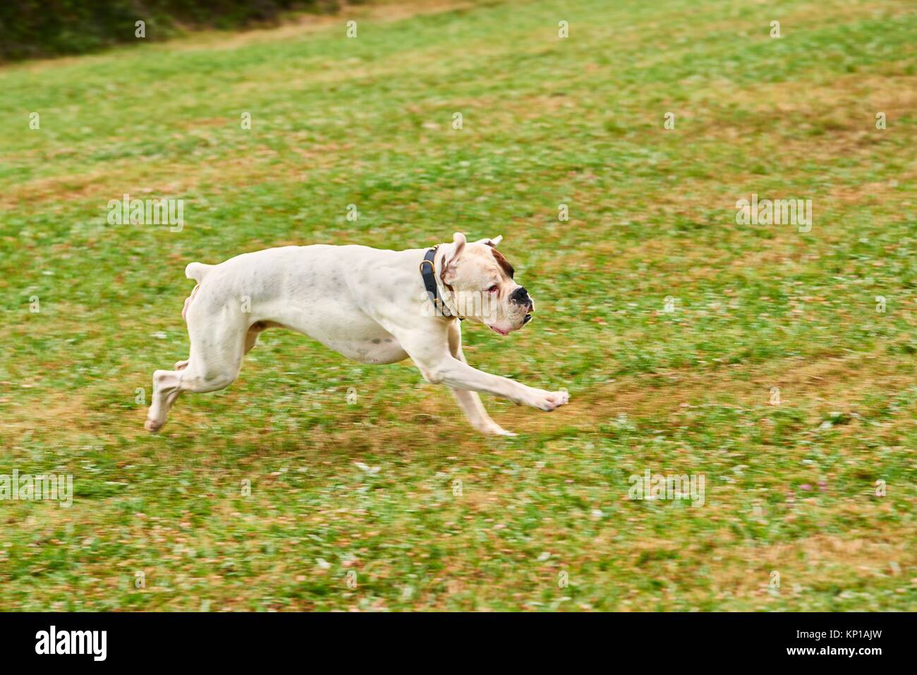 White puppy running hi-res stock photography and images - Alamy