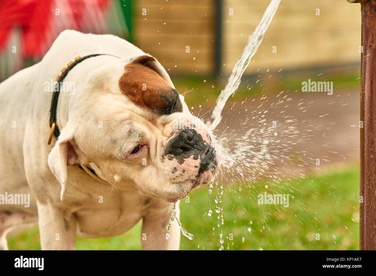 Animal drinking water horizontal hi-res stock photography and images ...