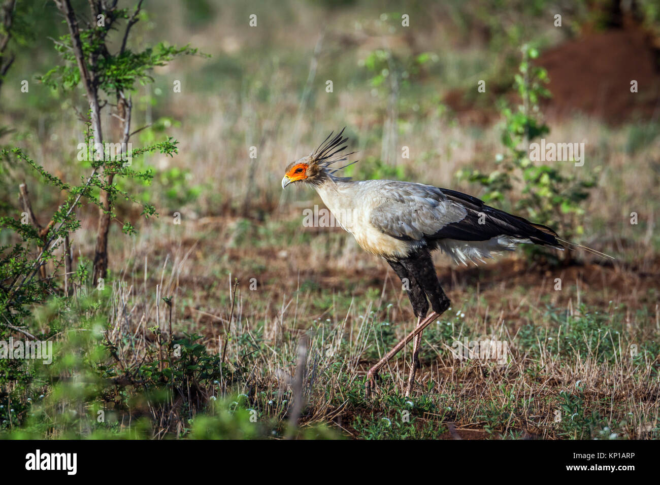 Secretary bird in Kruger national park, South Africa ; Specie ...