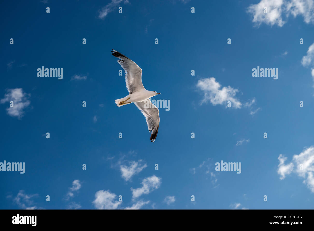 sea gull bird flying view from below, on clear blue sky Stock Photo - Alamy
